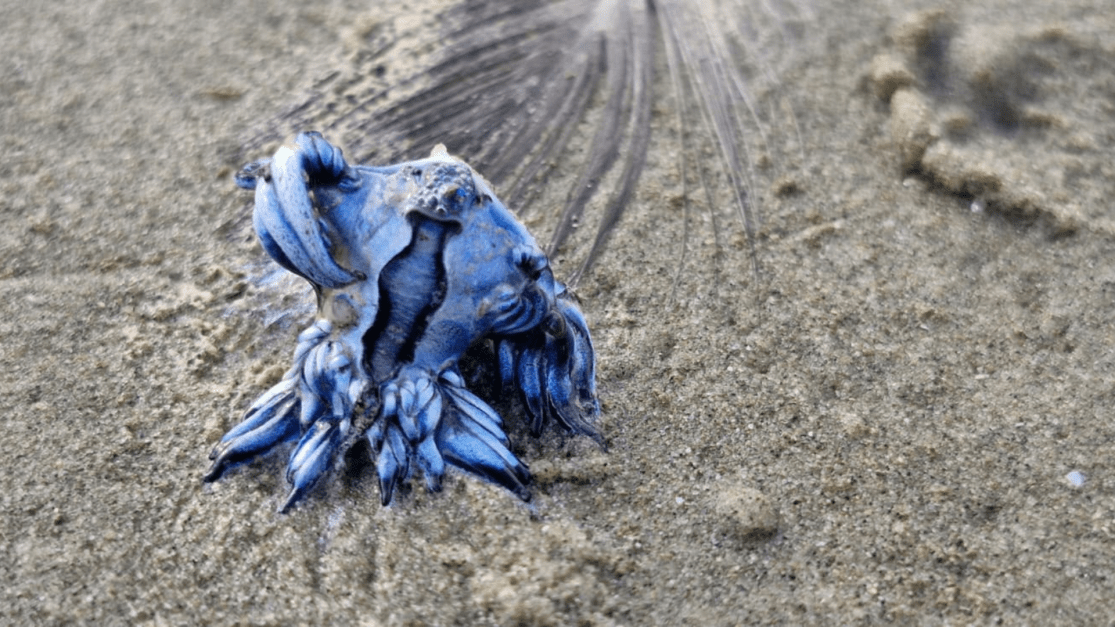 Espécie rara: Dragão azul é encontrado morto em praia do litoral de SP ...